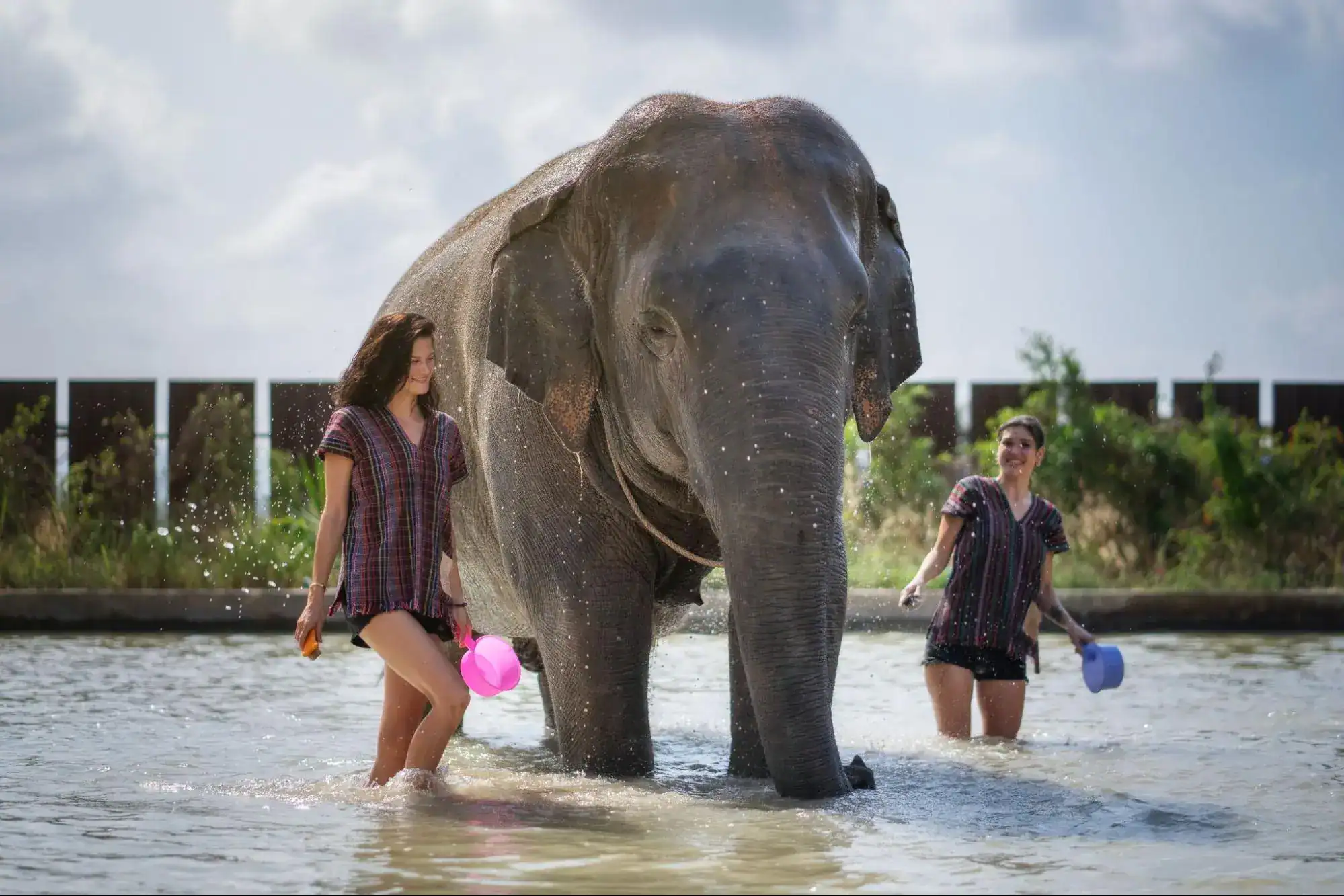 Ethical Elephant Tourism: Prioritizing Welfare and Natural Life