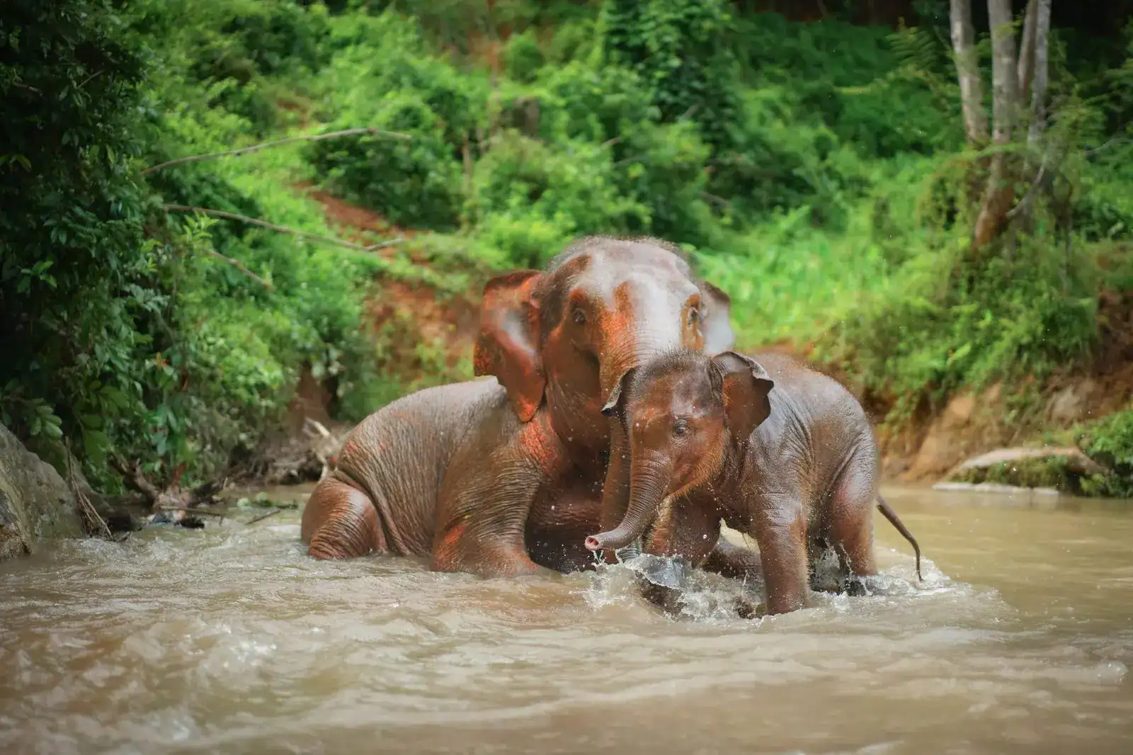Elephant Weight: How Much is the Average Weight?