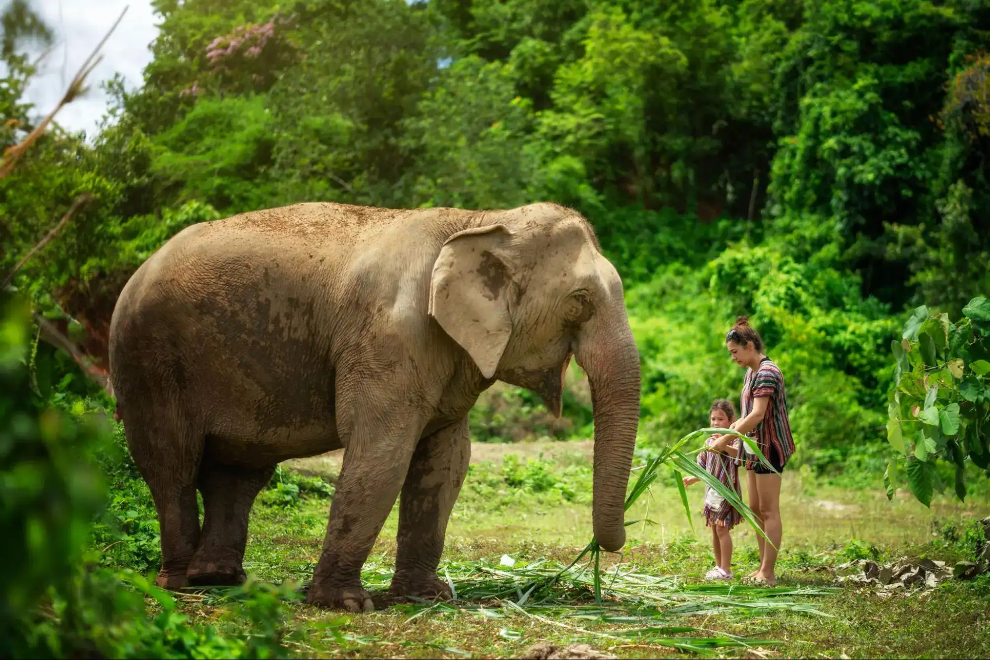 Elephant Welfare in Thailand: Current Situation & Solutions