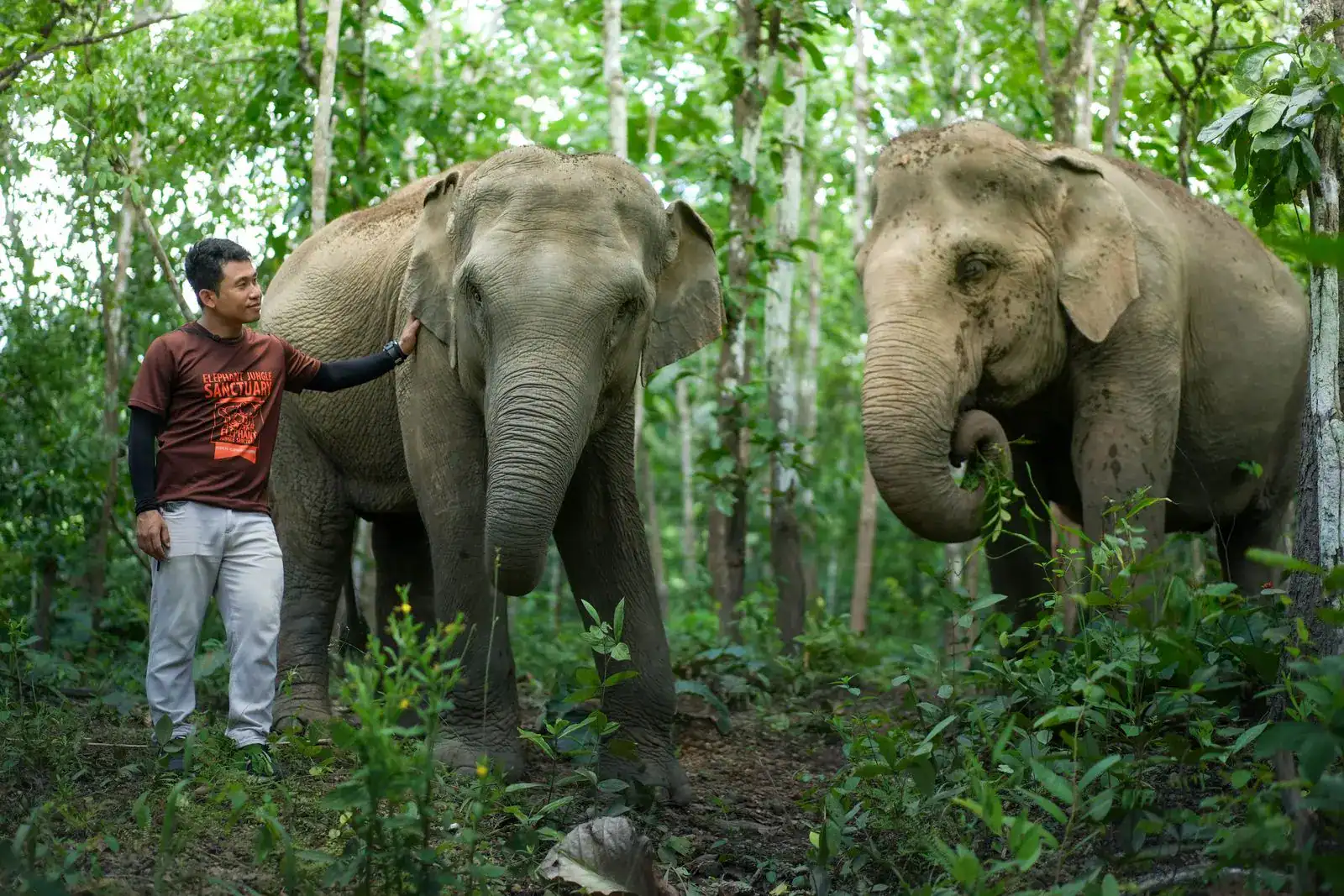 National Animal of Thailand: Discover the Thai Elephant