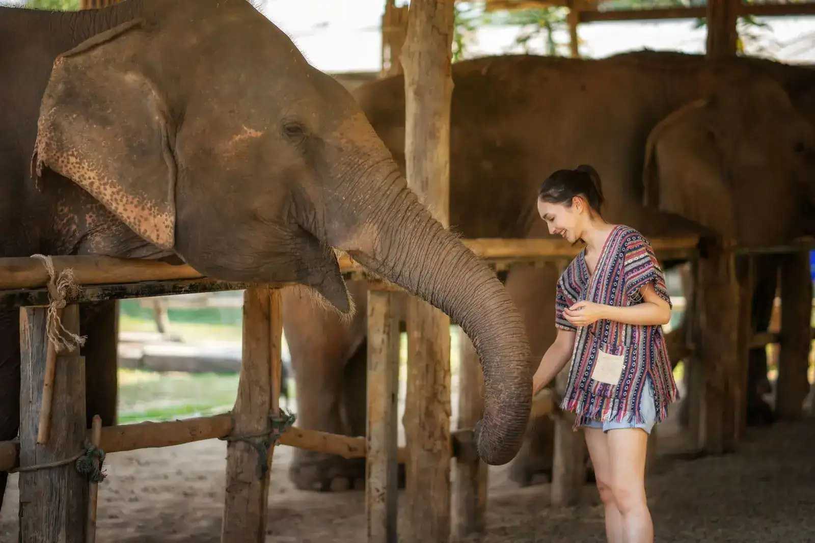What Do Elephants Eat? Diet, Habitat & Welfare Facts