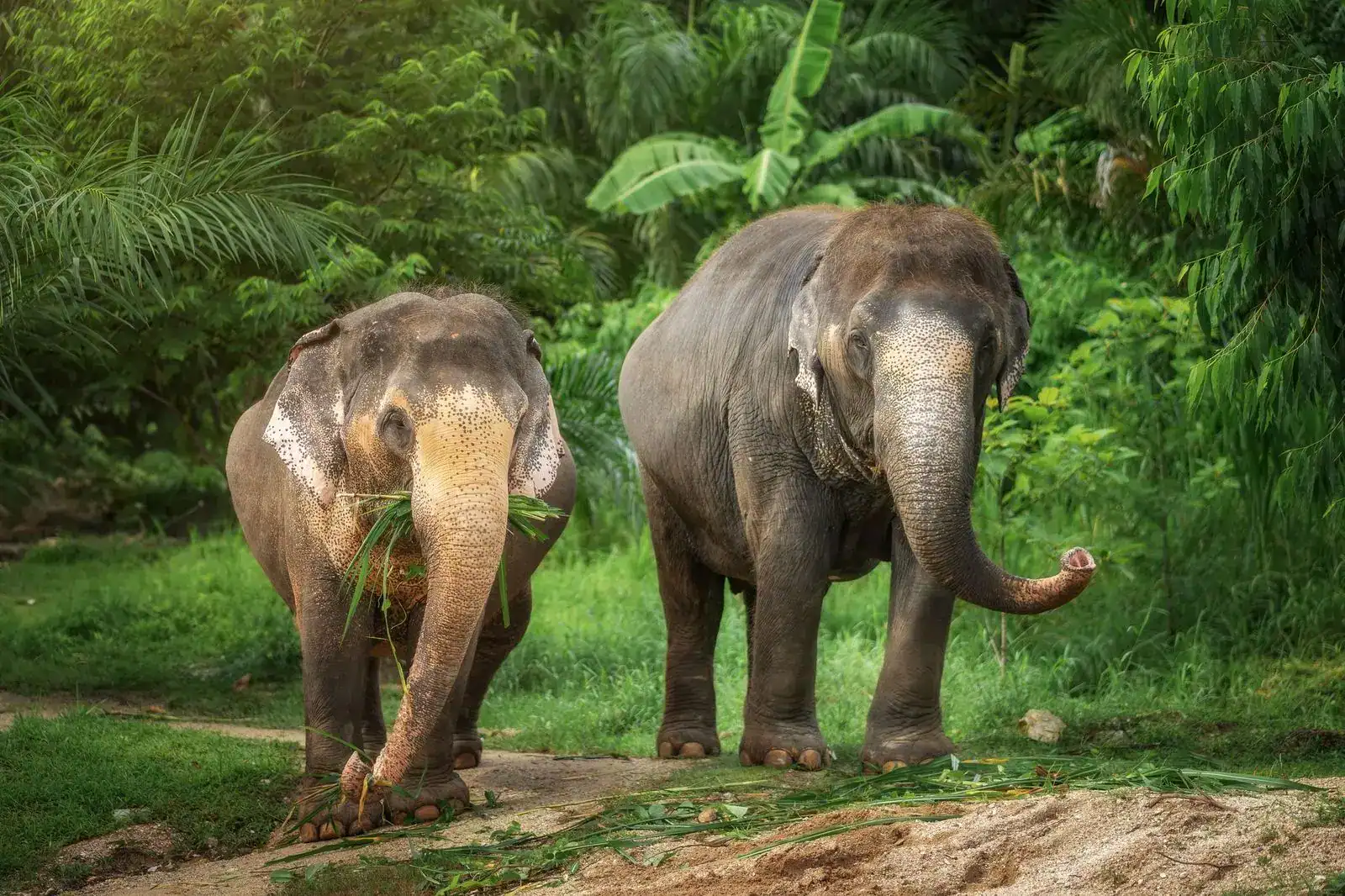 National Animal of Thailand: Discover the Thai Elephant