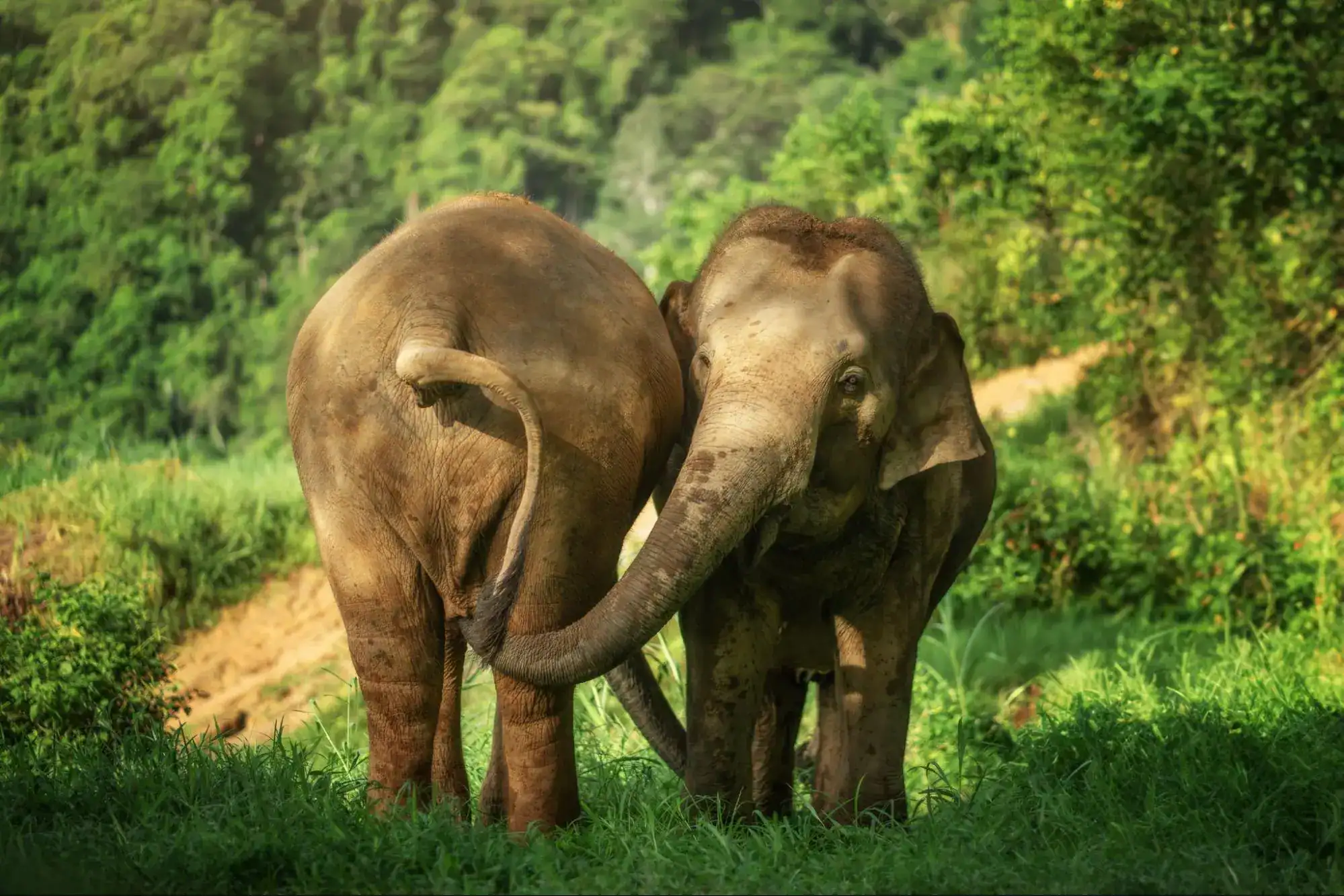 15 Unique Animals in Asia: What are They & How They Live