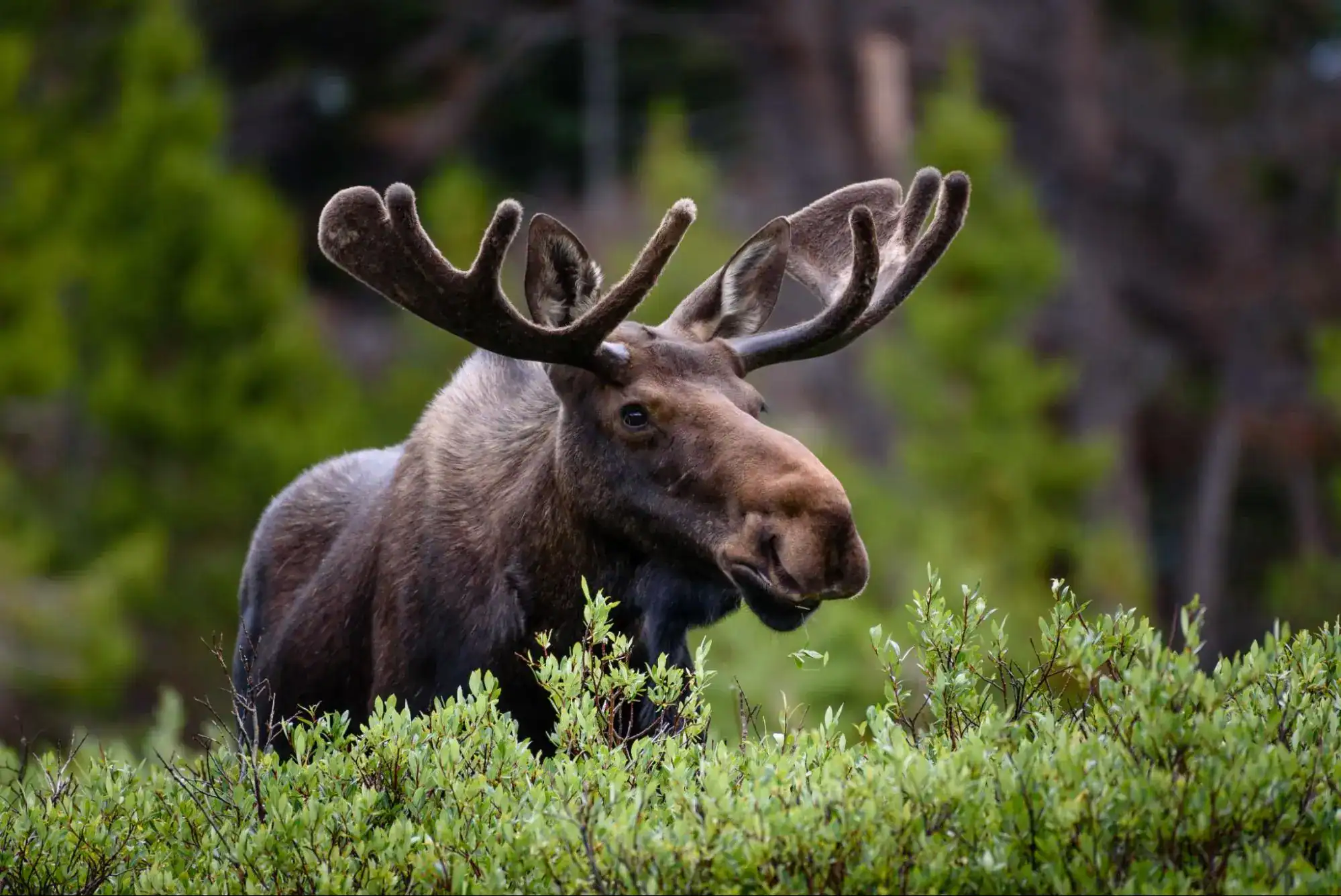 15 Unique Animals in Asia: What are They & How They Live