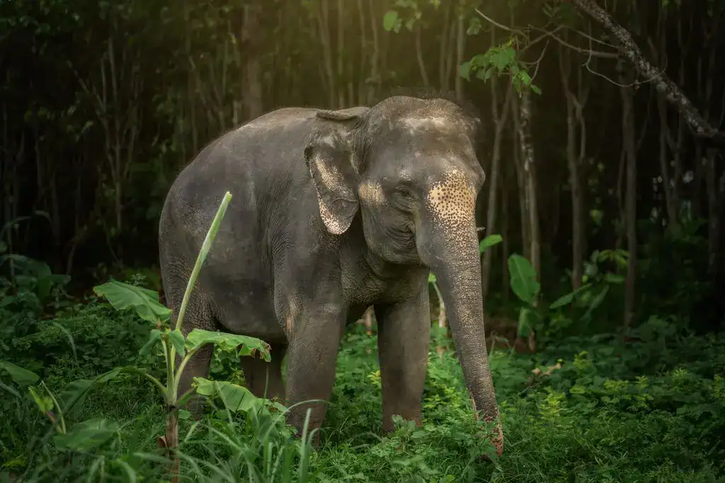 Elephant Symbolism: Discover Meaning Behind Them
