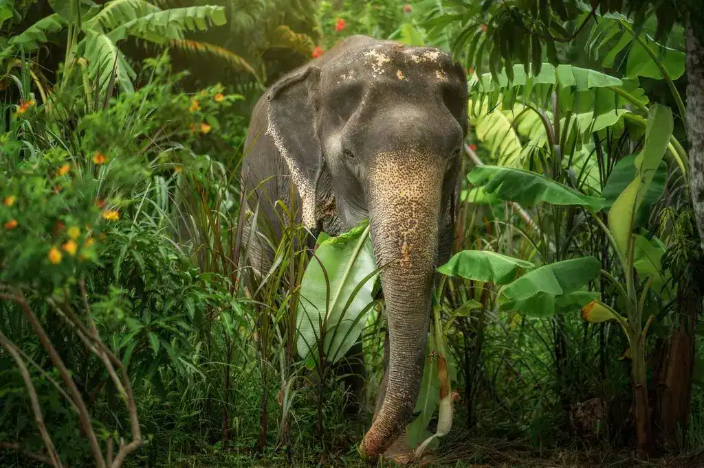 Elephant Symbolism: Discover Meaning Behind Them