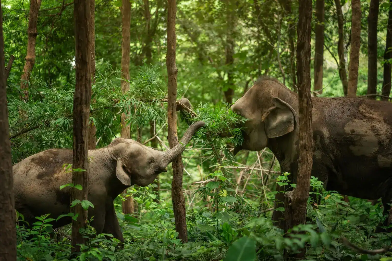 Endangered Elephants: Species, Threats & Solutions