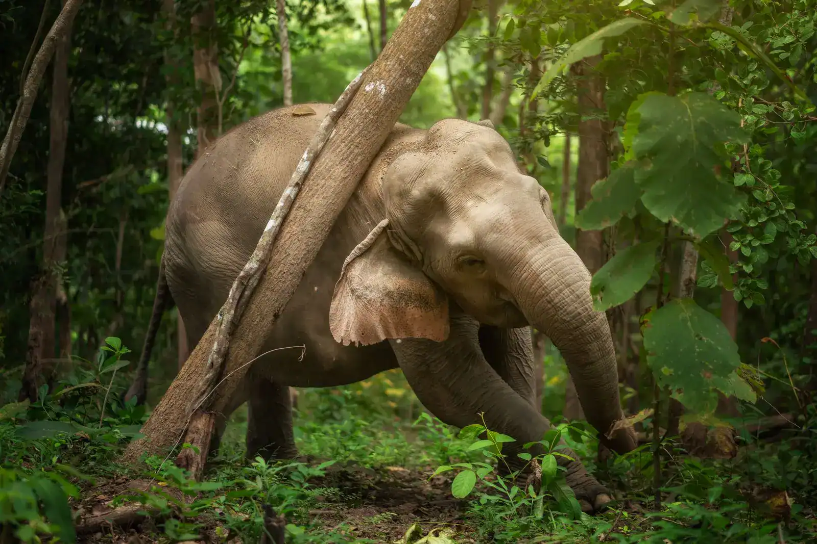 Elephant Sleep Habits: How Does an Elephant Sleep?