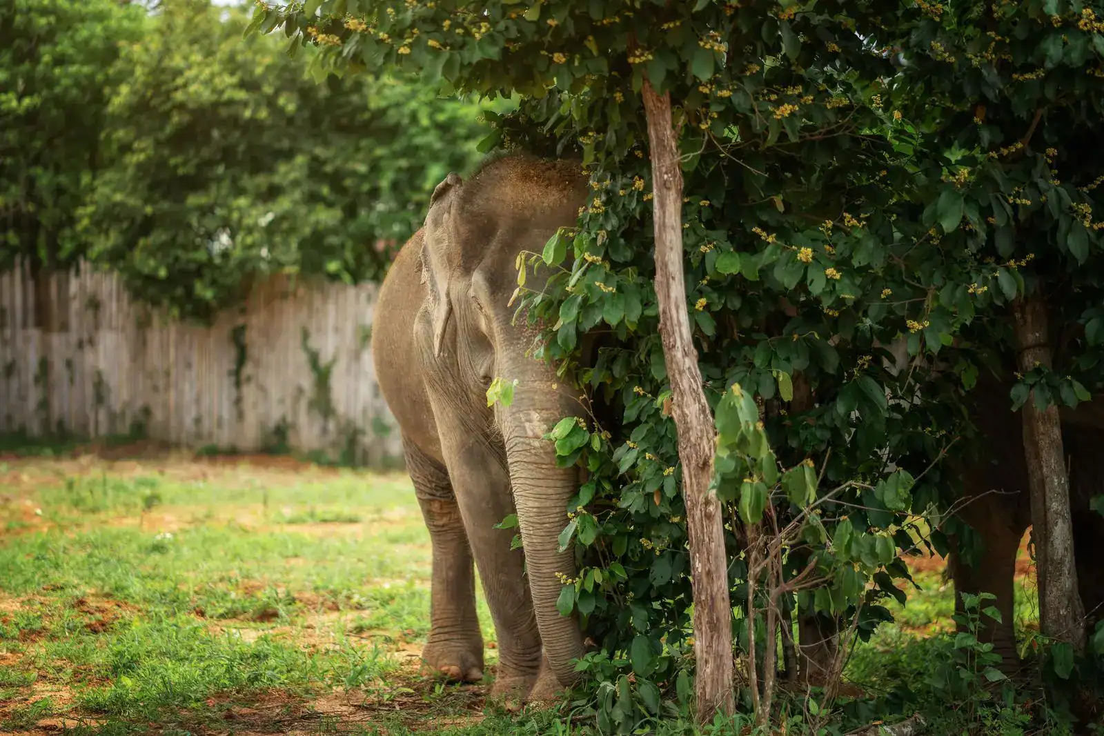 Elephant Sleep Habits: How Does an Elephant Sleep?
