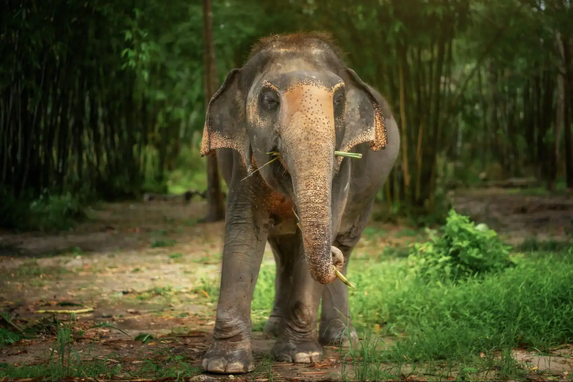 Do Elephants Have Teeth? 8 Facts About Elephant Teeth
