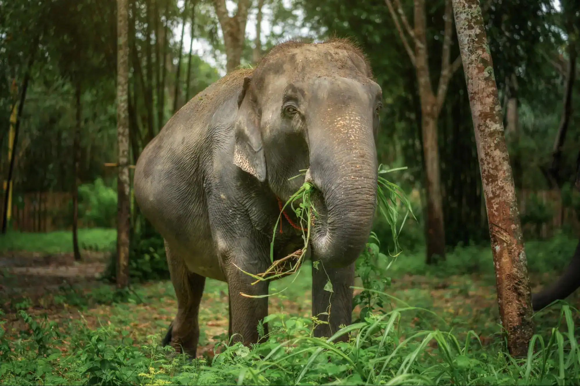 Do Elephants Have Teeth? 8 Facts About Elephant Teeth