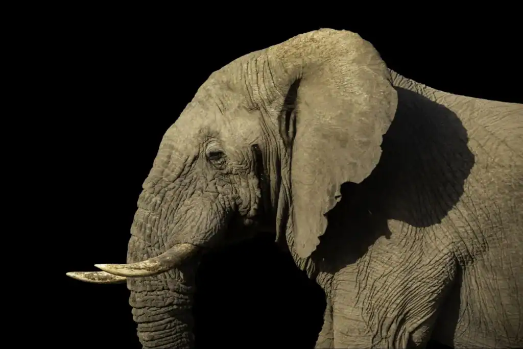 How Do Elephants Communicate? The Language of Giants