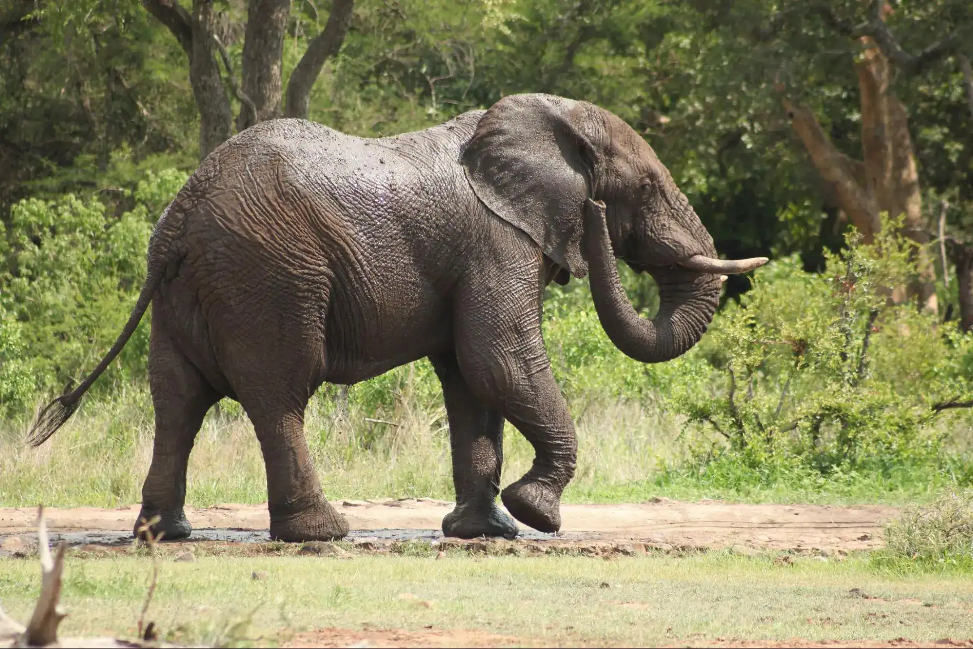 What is Ivory? Get to Know More about Elephant Tusks