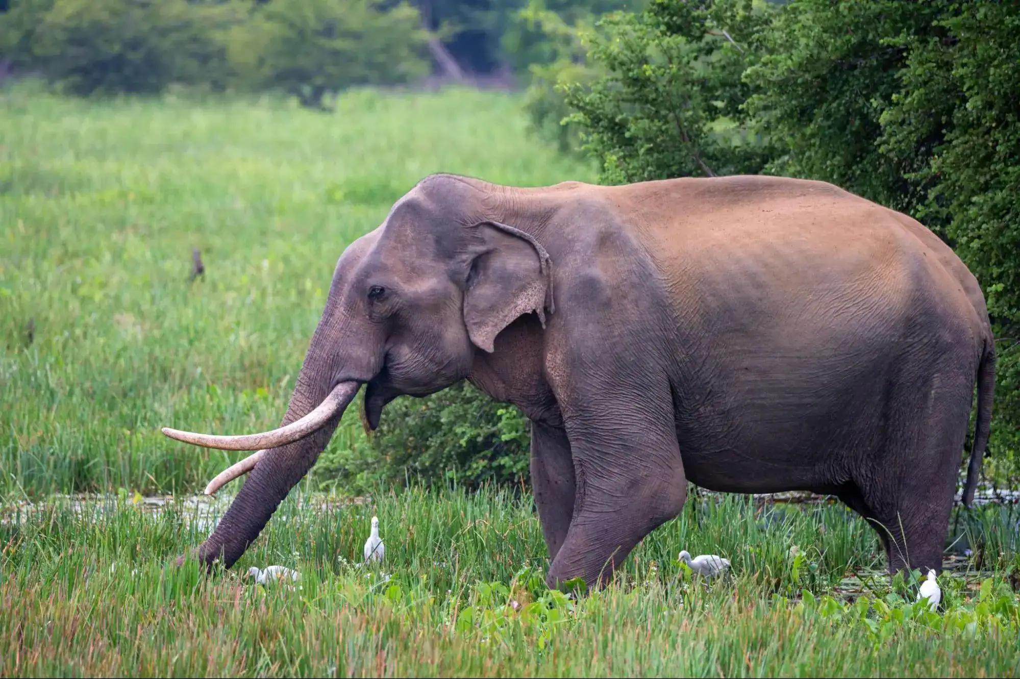What is Ivory? Get to Know More about Elephant Tusks