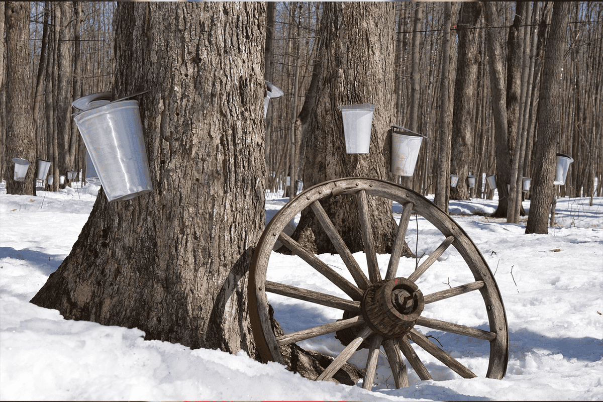 New Brunswick Maple Syrup Production Doubles in 2024 - Experience New ...