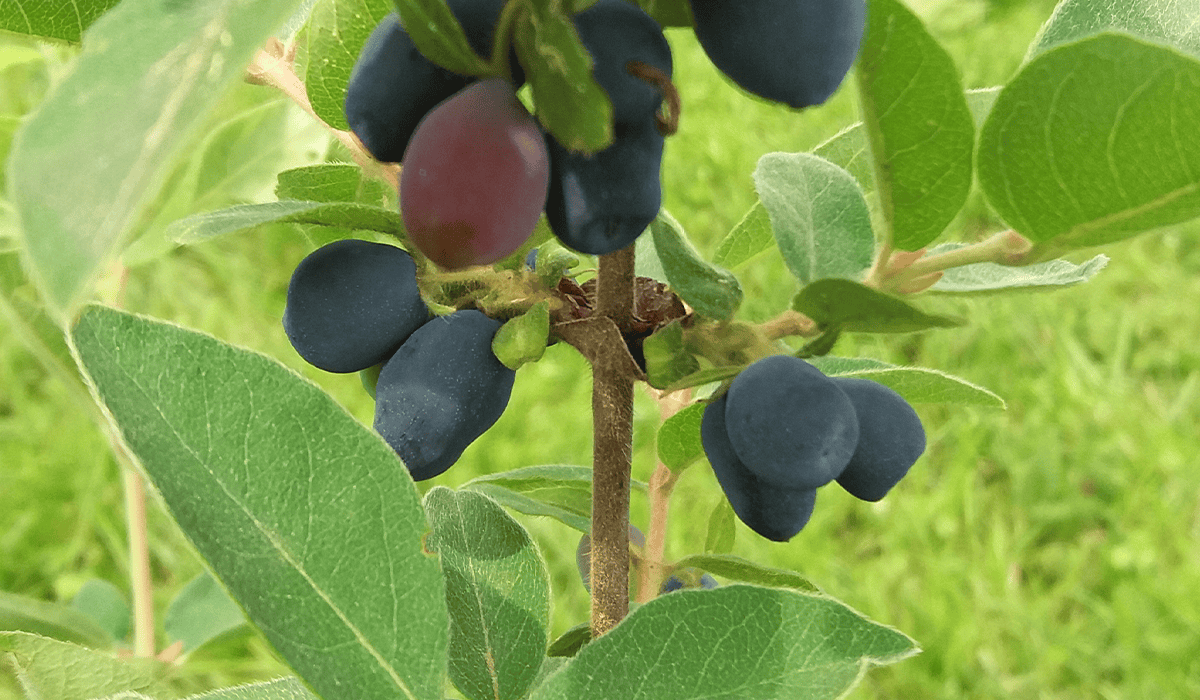 Meet Your New Favourite Superfruit: Haskap Berries - Experience New ...