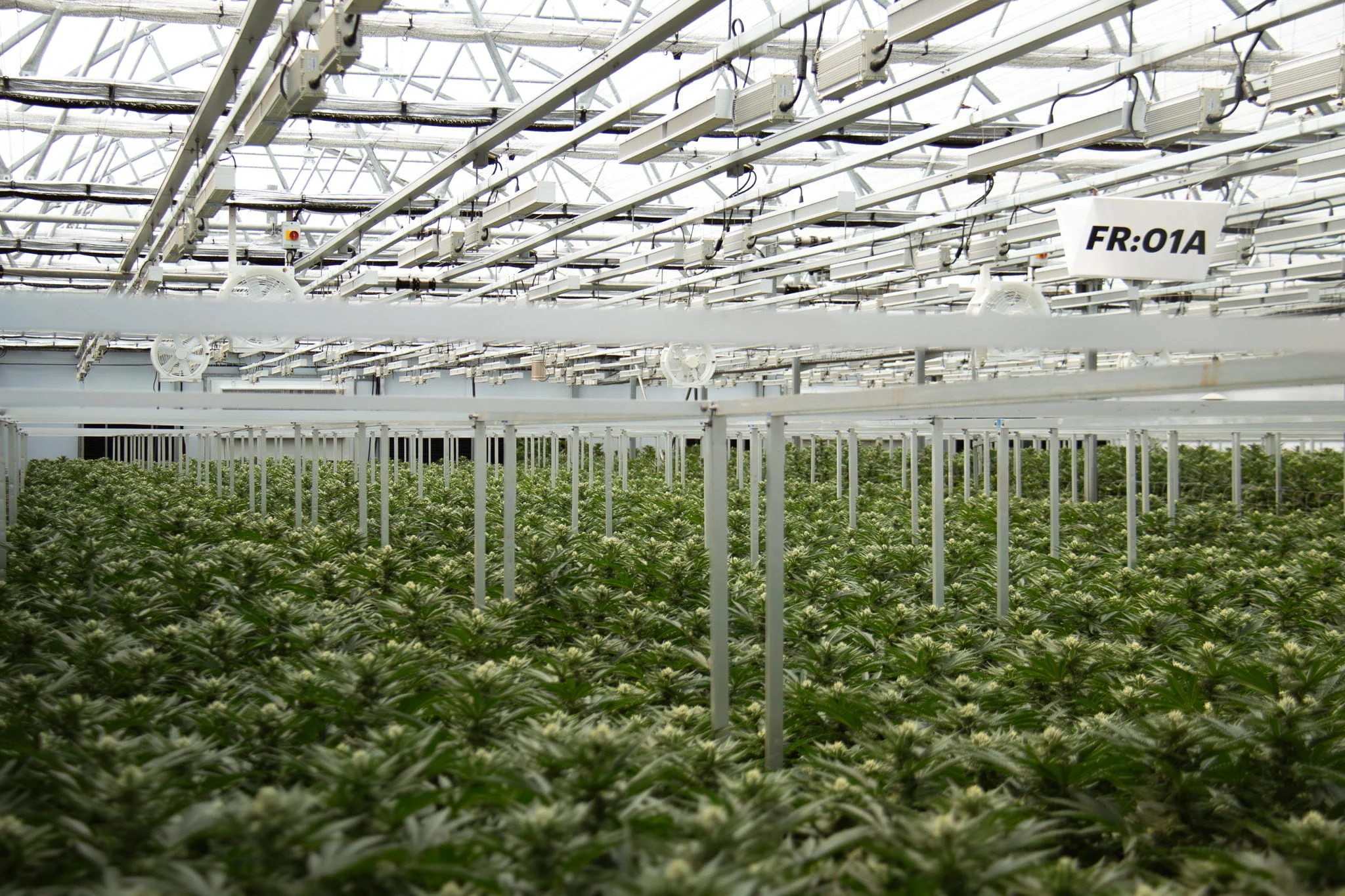 Fluence Supports the Rise of Premium Cannabis Cultivation in Thailand ...