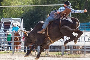 Bull Fest - Gunnison Tough
