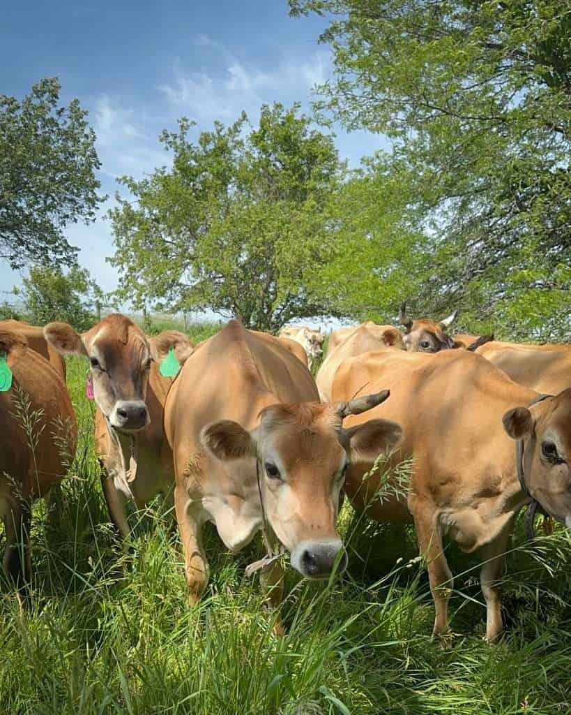 Explore Fairfield, Iowa: Where Eco Living and the Beauty of ...