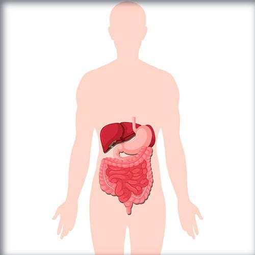 Sopa de Letras del Cuerpo Humano en PDF | Mundo Sopas