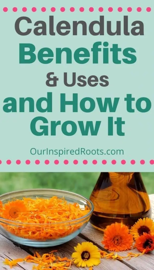 Calendula Benefits, Uses, And How To Grow It - Our Inspired Roots