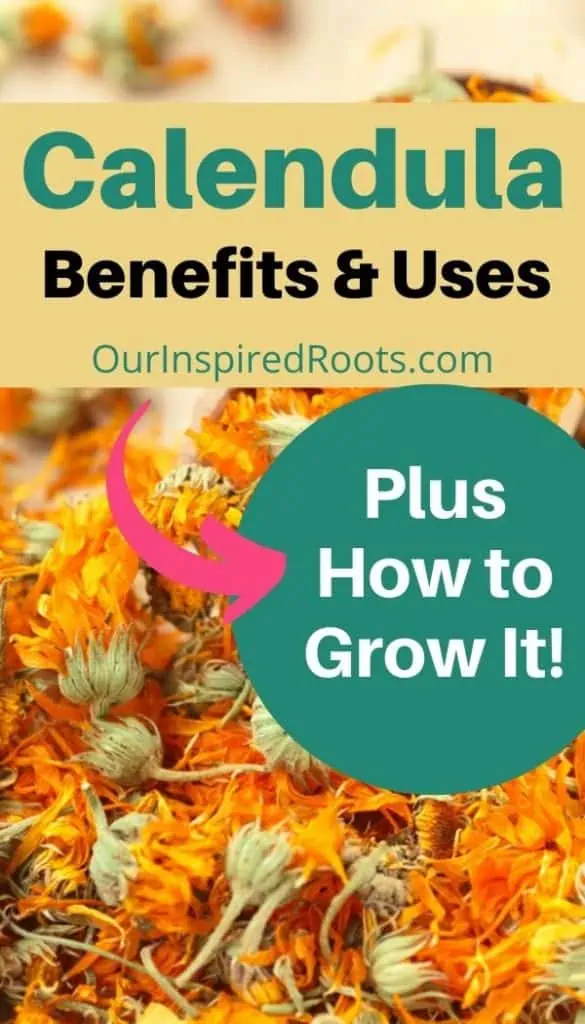 Calendula Benefits, Uses, And How To Grow It - Our Inspired Roots