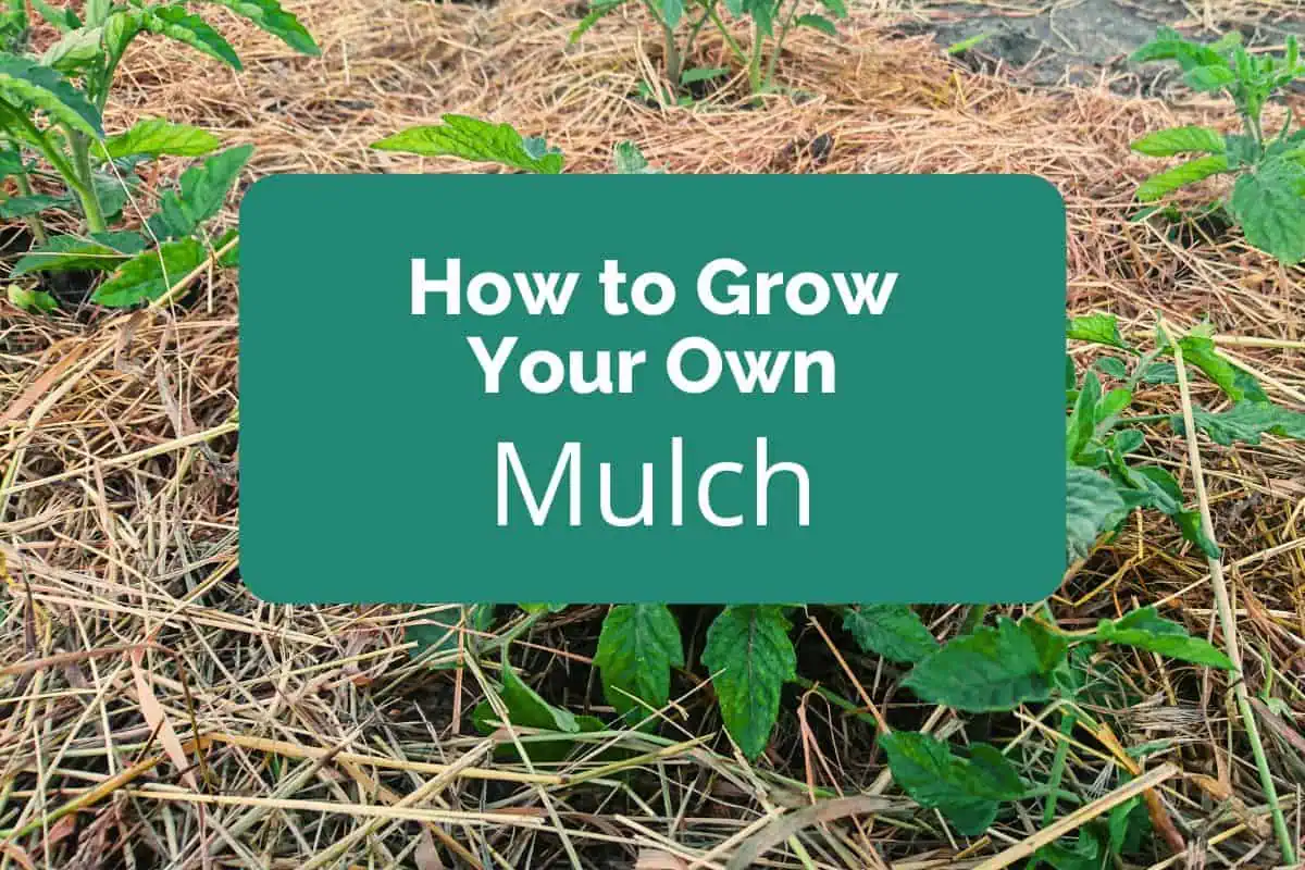 Grow Your Own Mulch 10 Ways