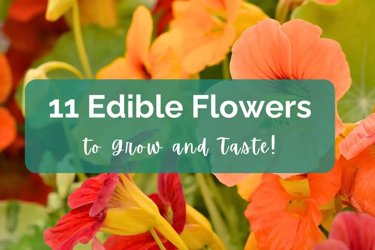 11 Edible Flowers You Can Grow (And How To Use Them) - Our Inspired Roots