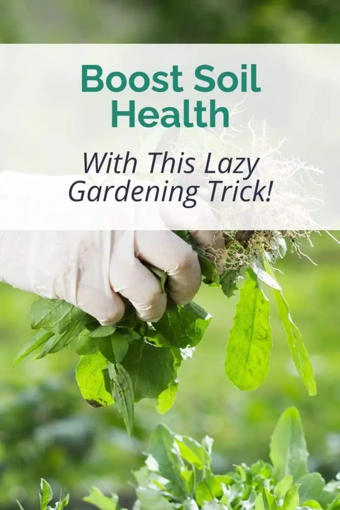 Chop And Drop Mulching: Easy Techniques For Healthy Soil