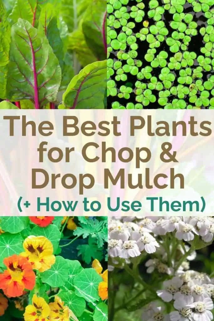 Chop And Drop Mulching: Easy Techniques For Healthy Soil