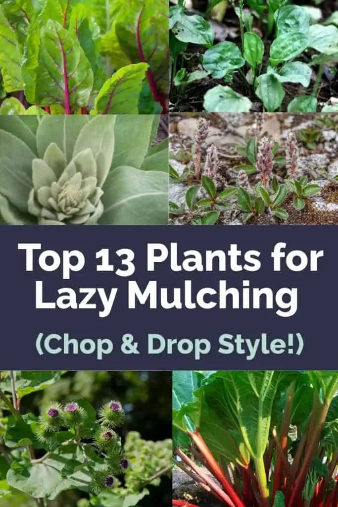 Chop And Drop Mulching: Easy Techniques For Healthy Soil