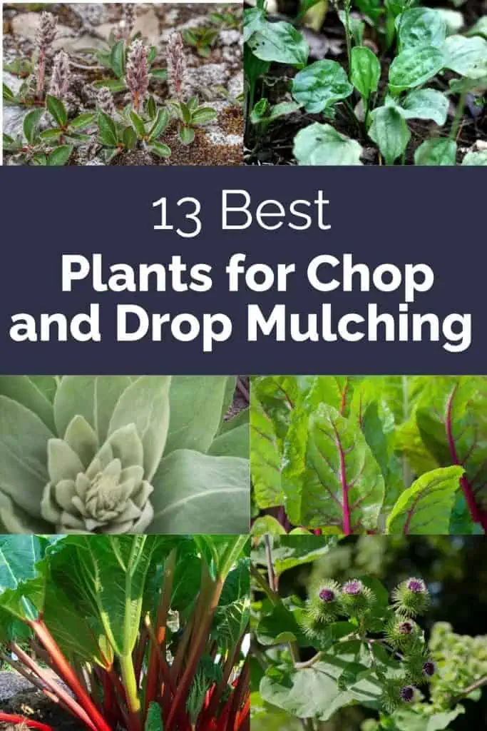 Chop And Drop Mulching: Easy Techniques For Healthy Soil