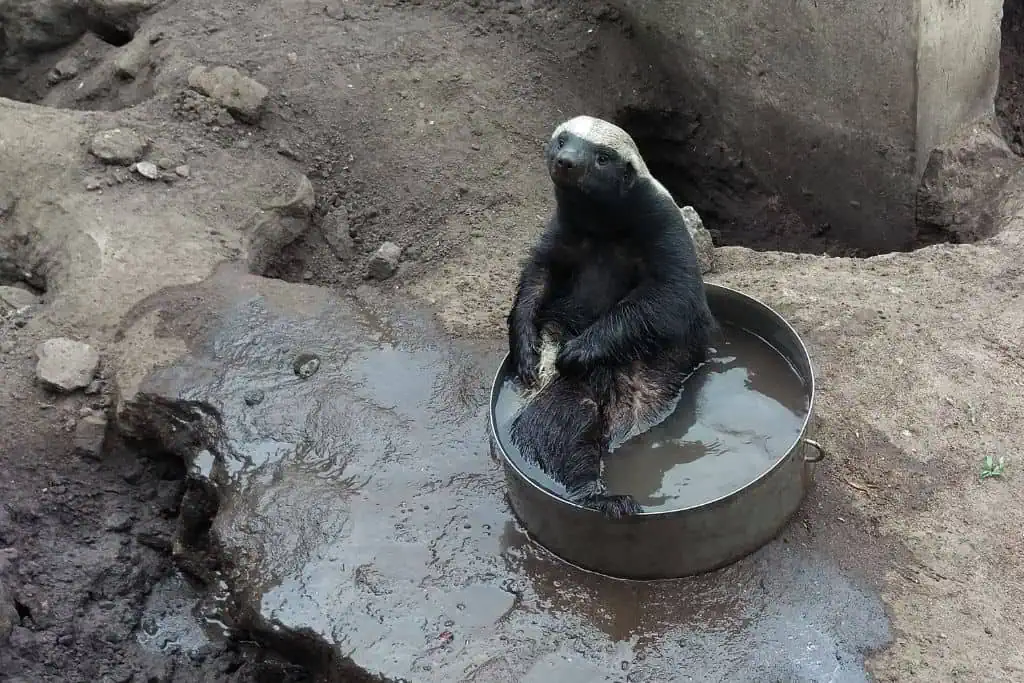 27 Animals That Symbolize Greatness And Excellence