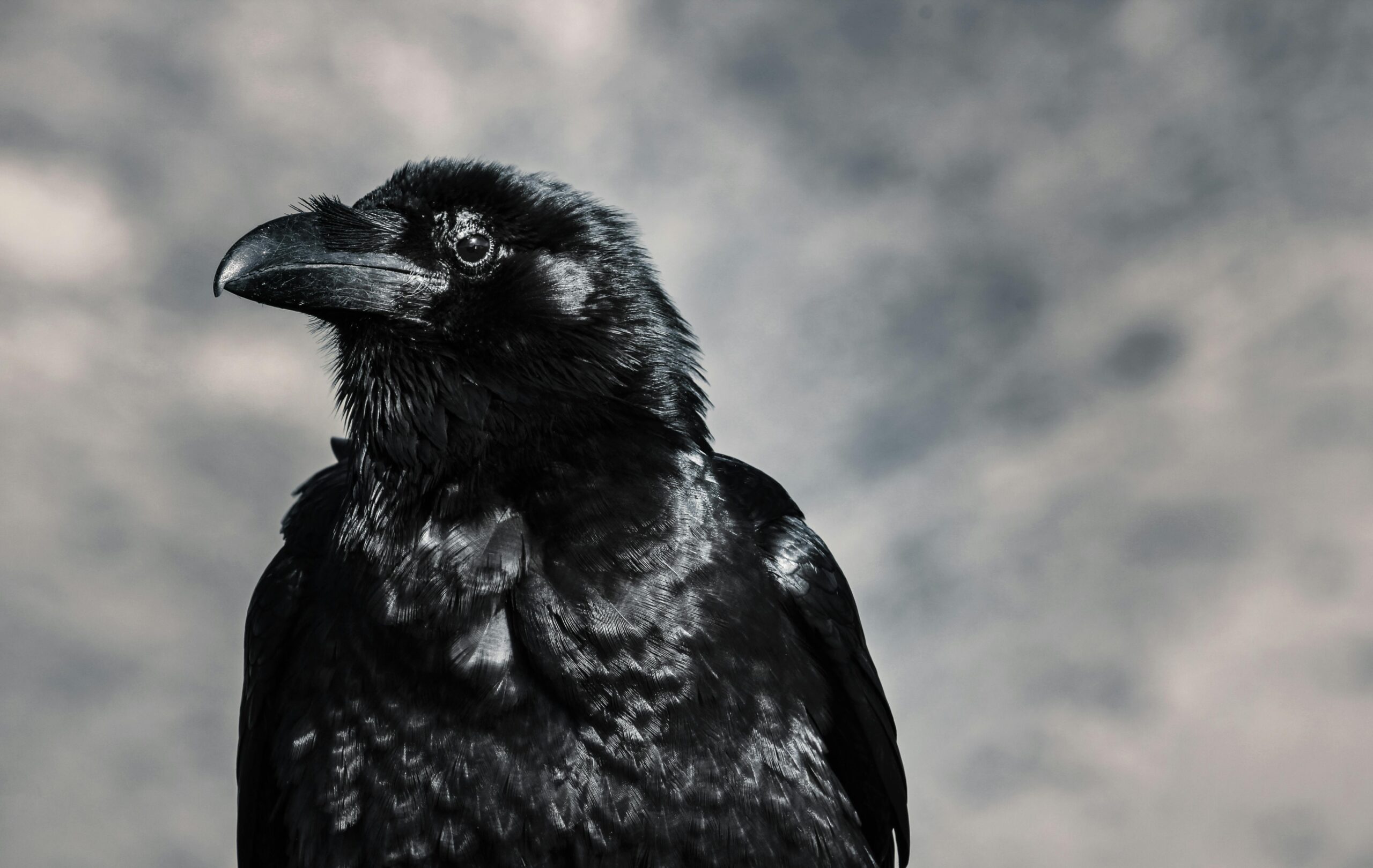 27 Animals That Symbolize Greatness And Excellence
