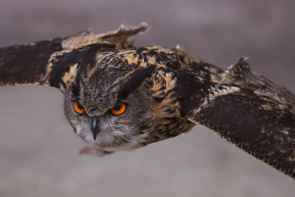 Norse Animal Symbolism: Spirit Guide, Symbols And Meanings