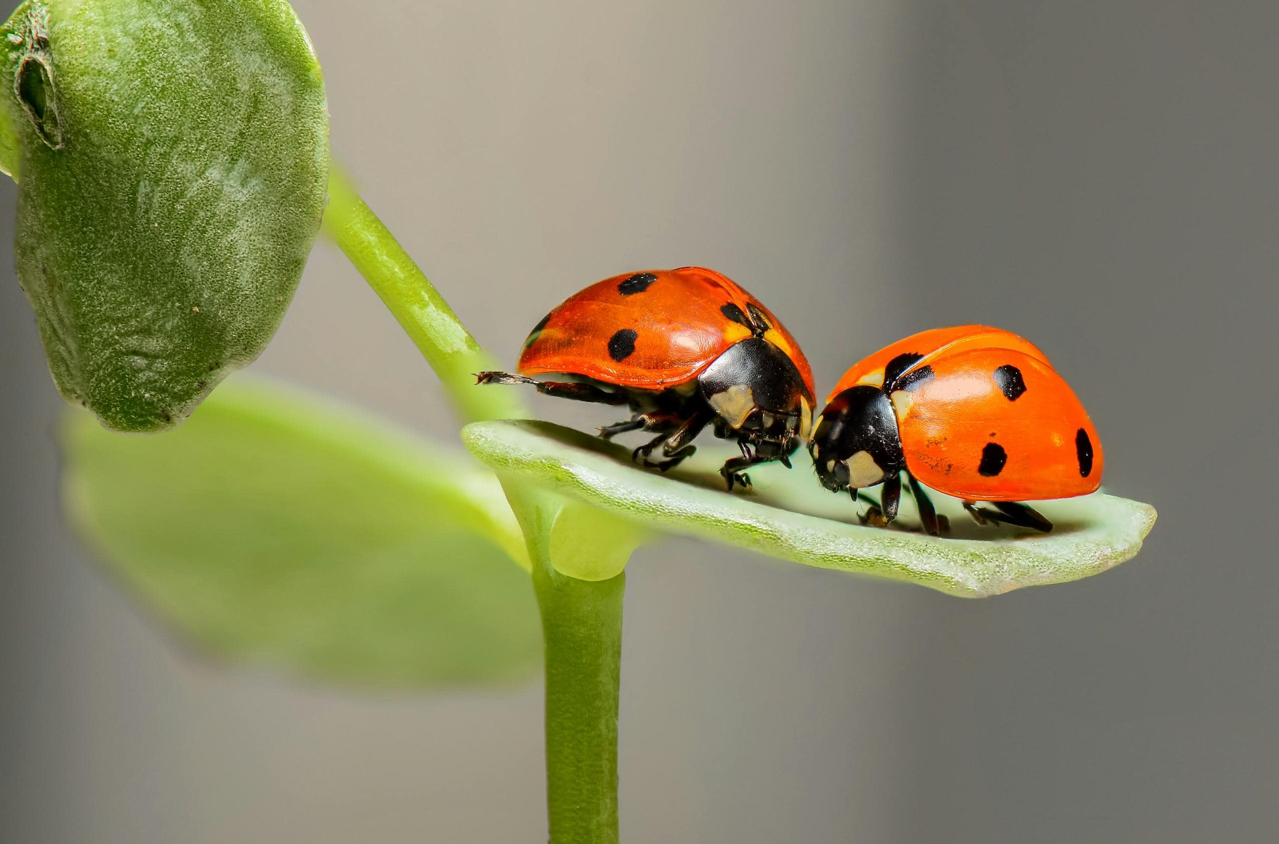 Spiritual Meaning Of Ladybugs: Symbolism, Meanings, Dreams & More