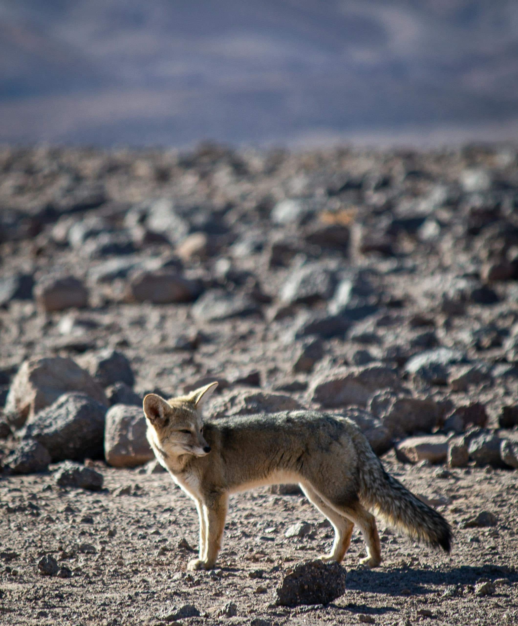 What Does It Mean When You See A Coyote: A Complete Guide