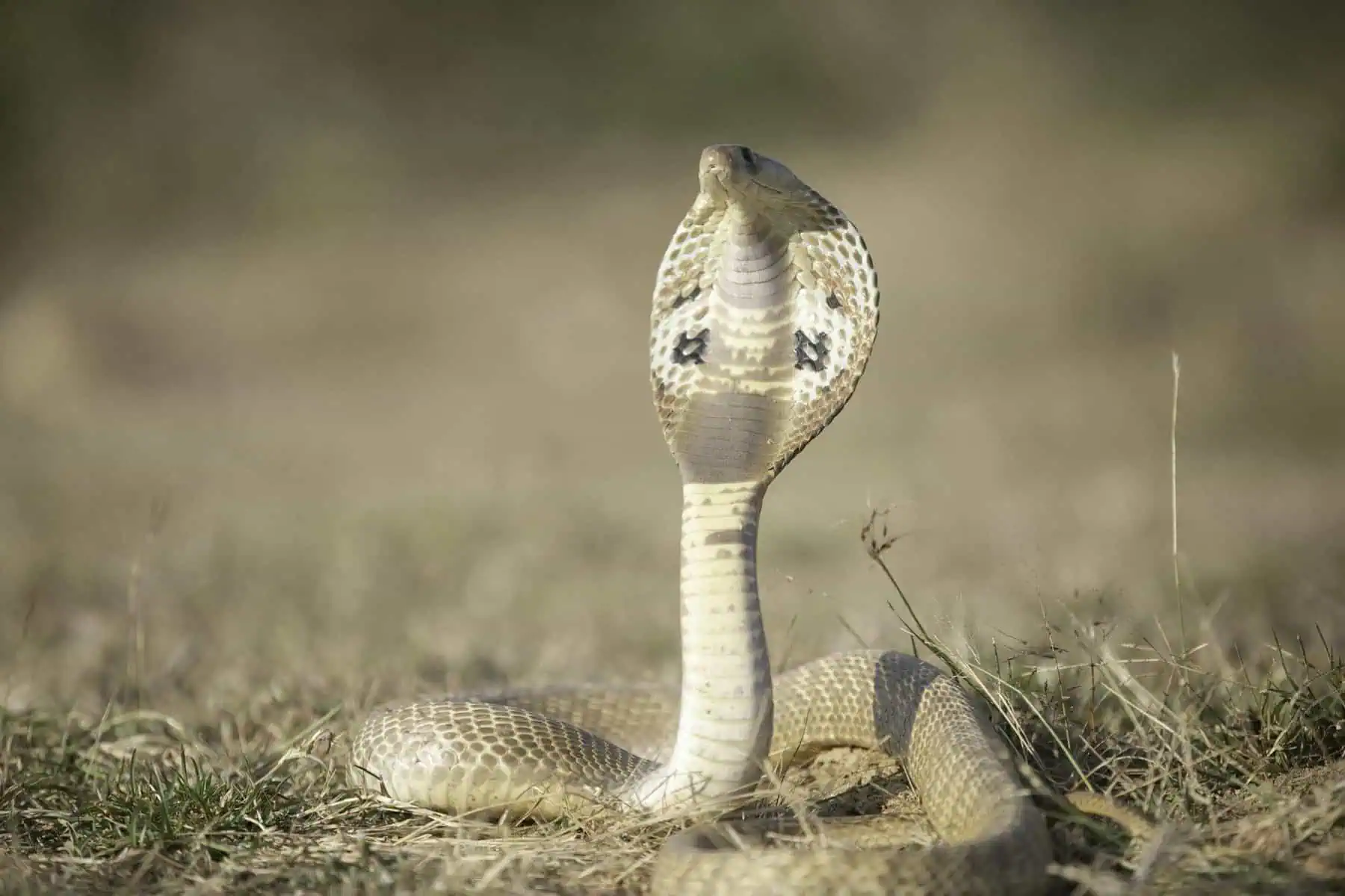 Cobra Symbolism And Spiritual Significance