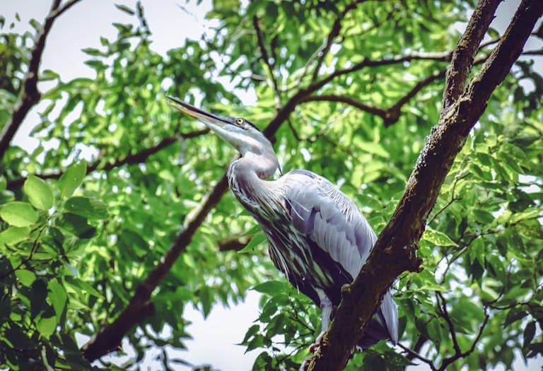 What’s The Spirit Animal For May? - Best Spiritual Blog | Spirit ...