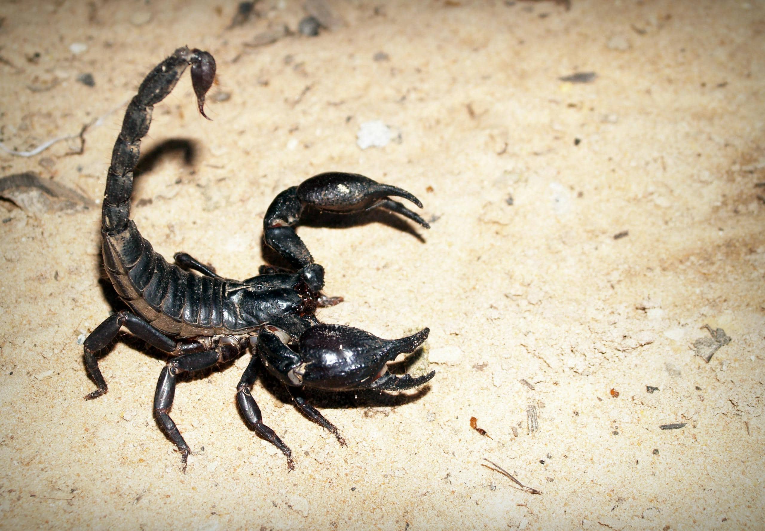 Symbolic Meaning Of Scorpion In Ancient Cultures And Dreams