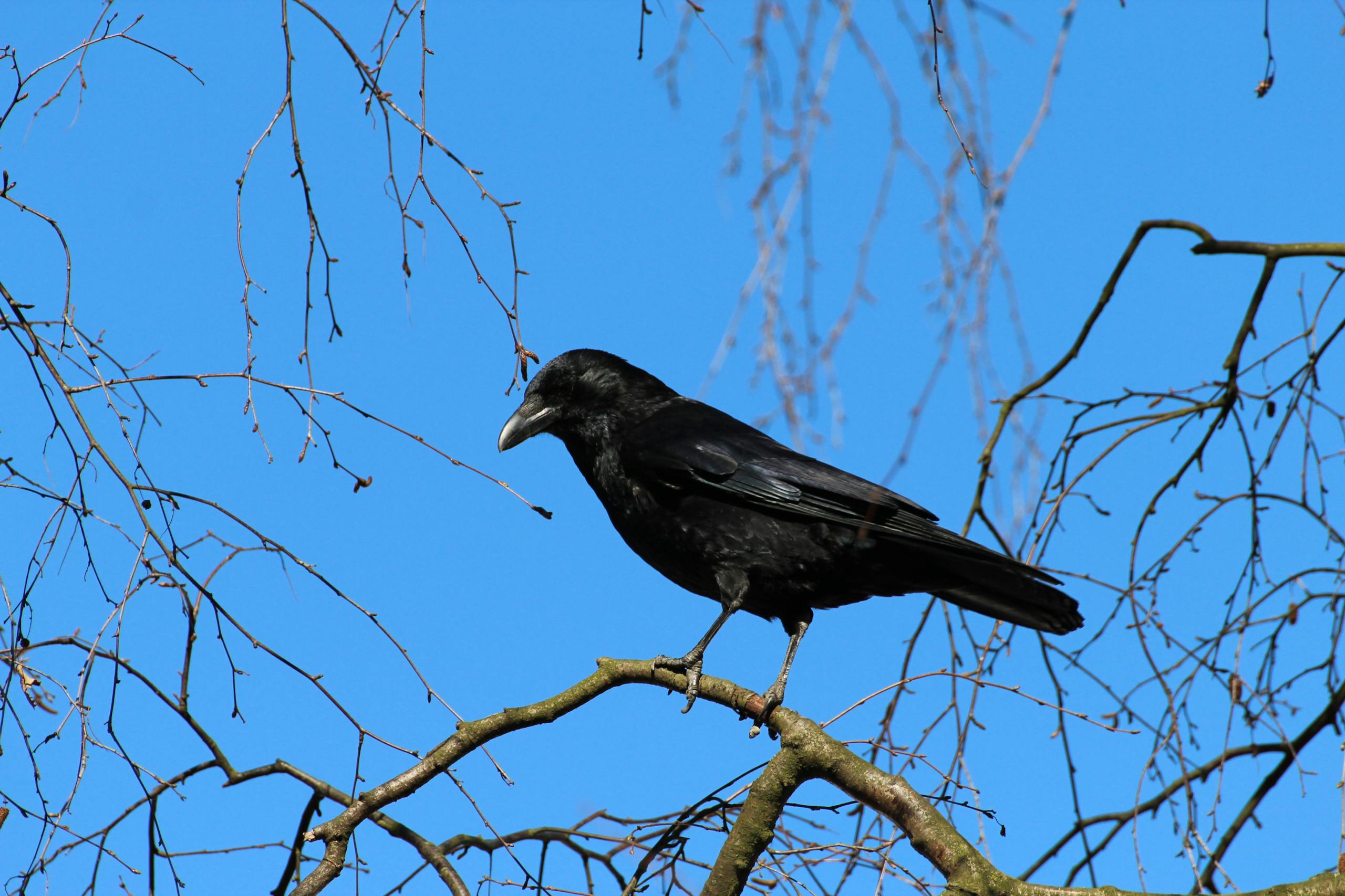 Spirit Animal Raven Meaning - Symbolism And Spiritual Significance
