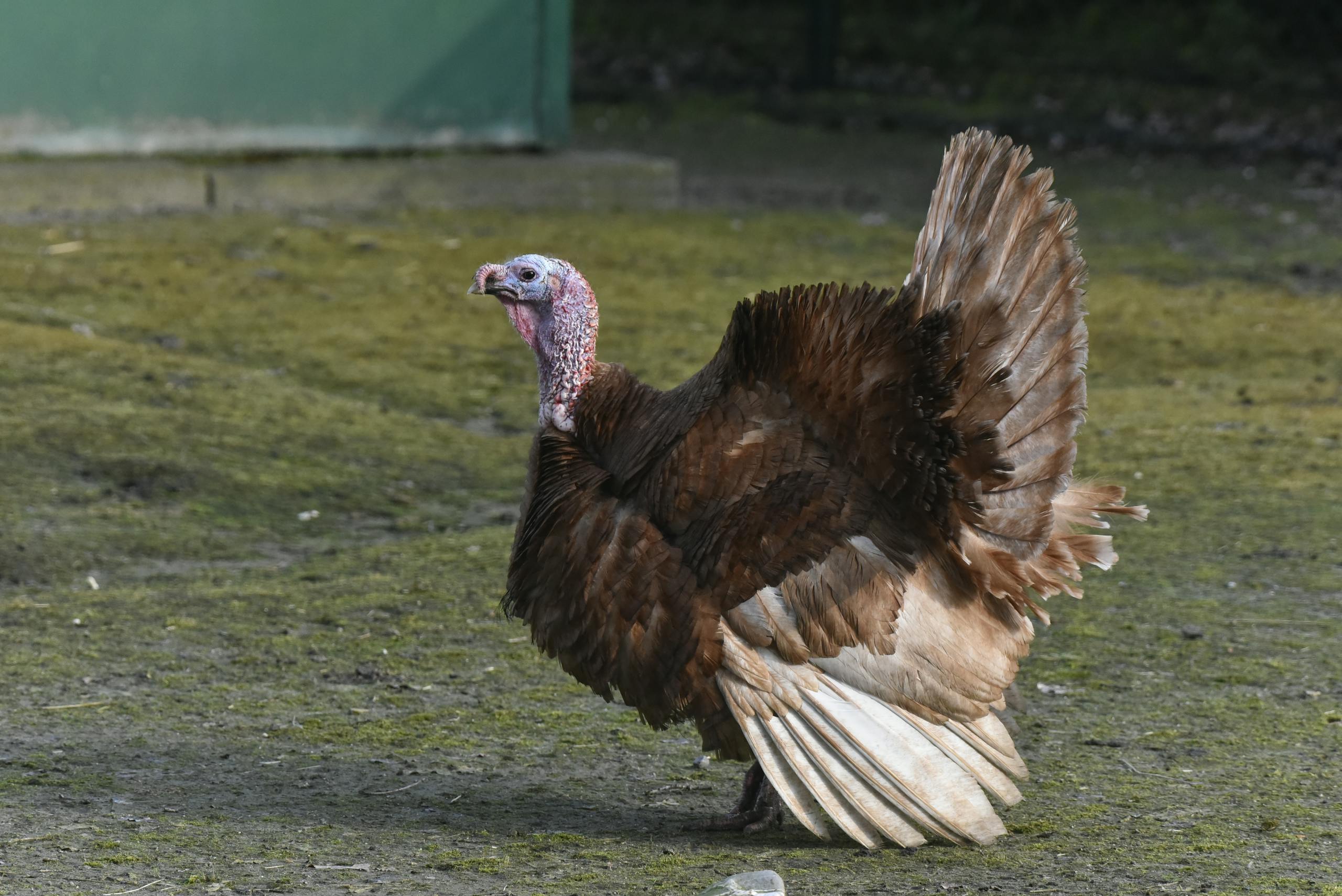 Symbolism Of A Turkey In Spirituality And Your Dreams