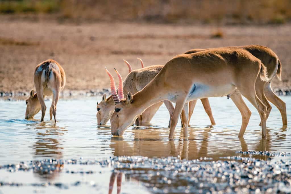 Discover The True Antelope Spirit Animal Meaning - Sabiduri | Spiritual ...