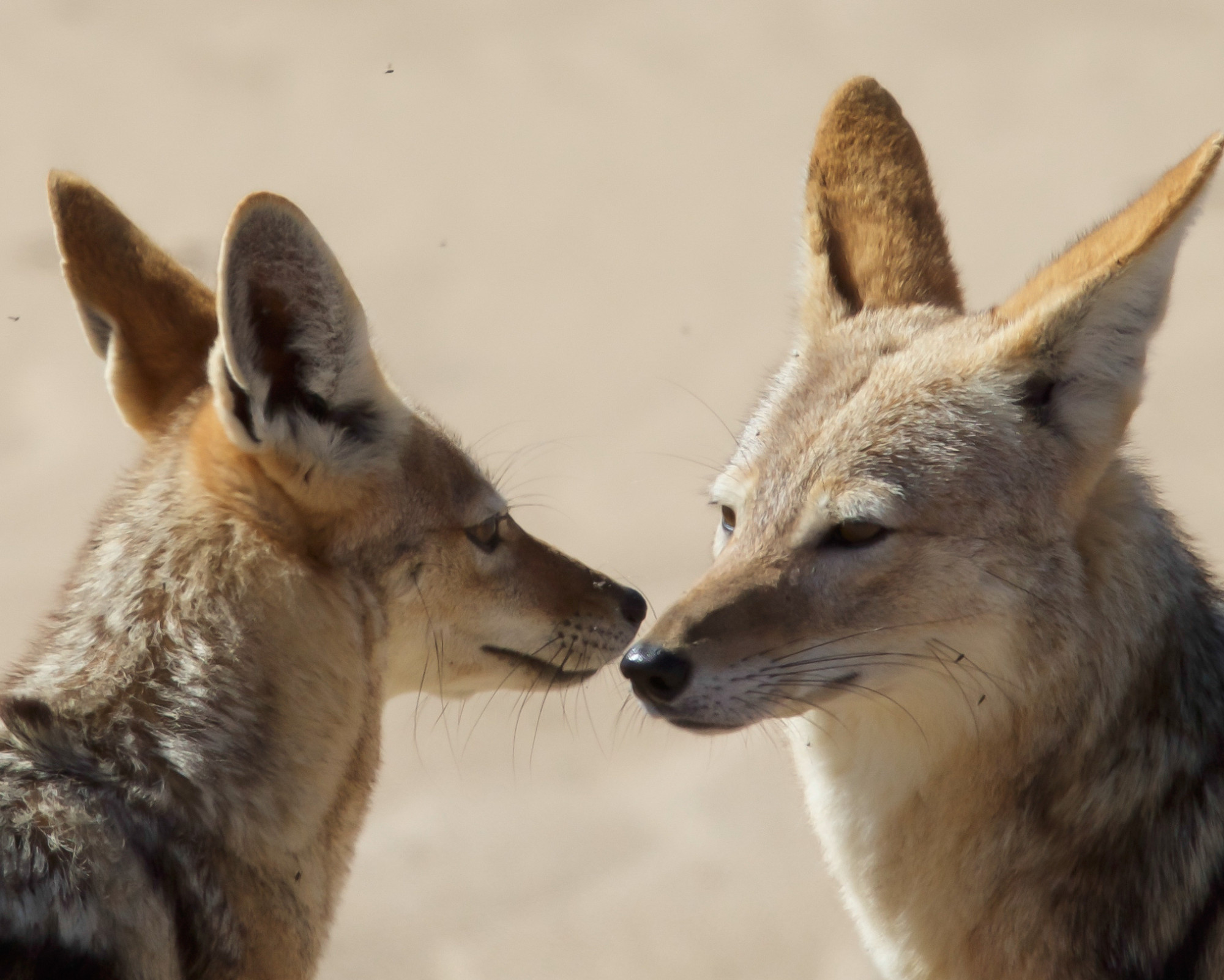 Jackal Spirit Animal Meaning - Sabiduri | Spiritual Awakening, Angel ...