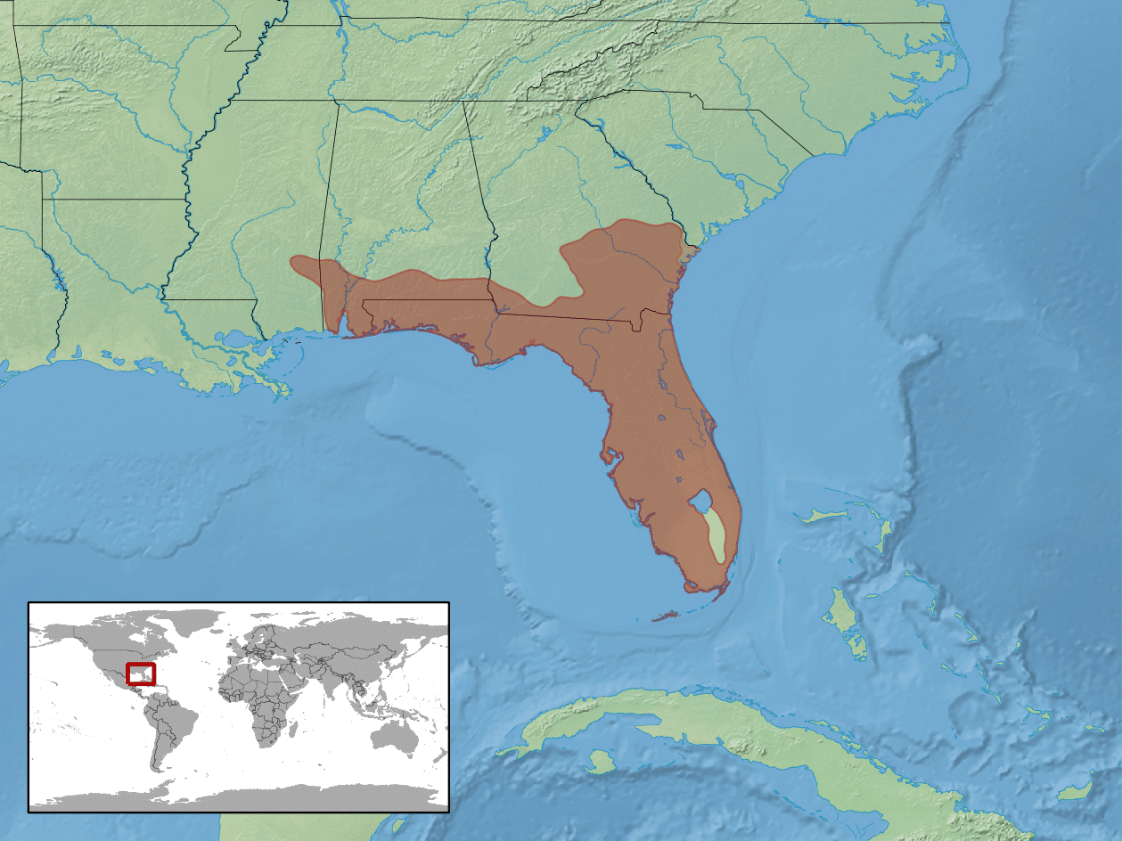 eastern worm snake range