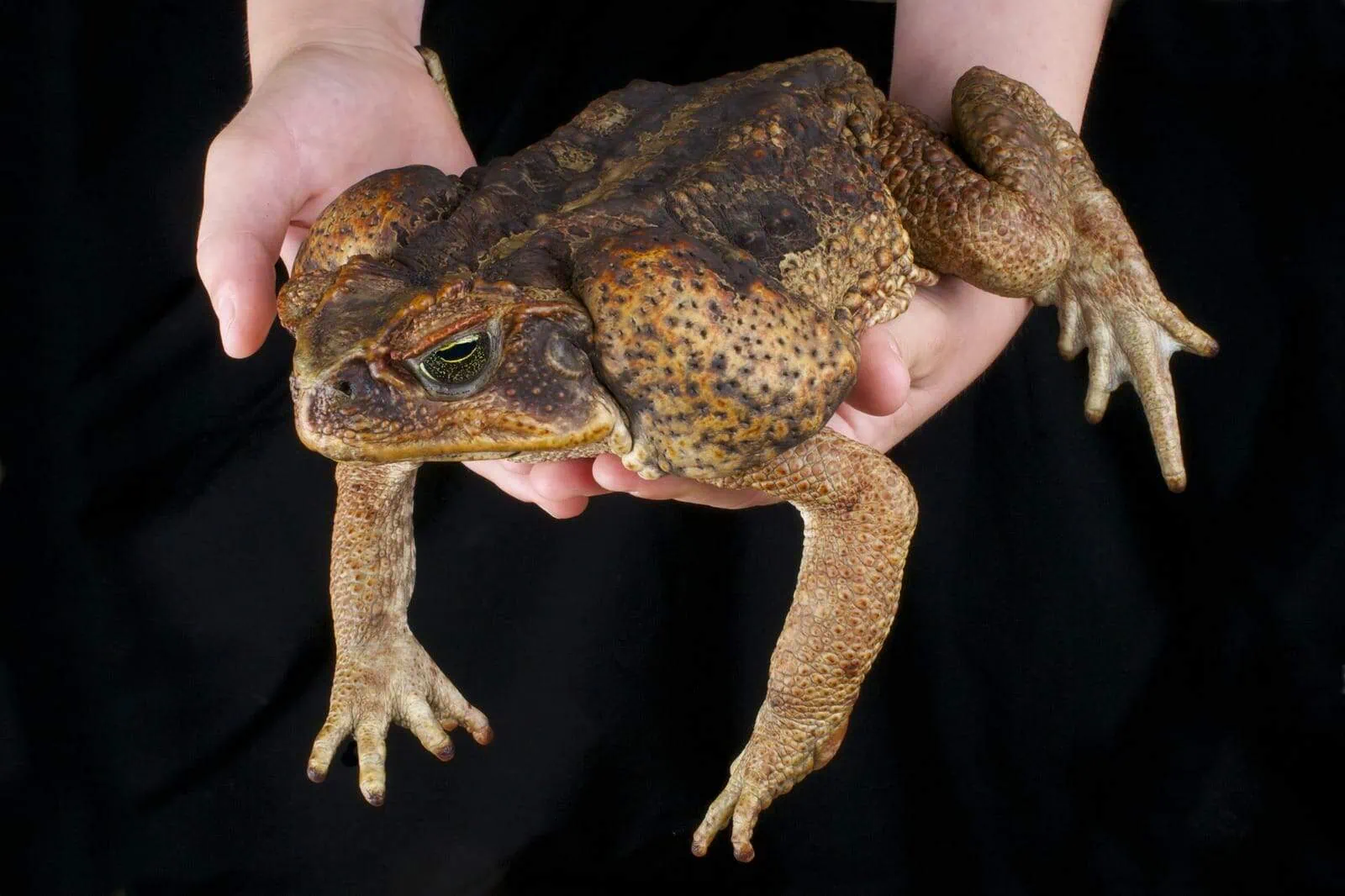 Toxic Cane Toads Making Comeback on Islands - Sanibel-Captiva ...