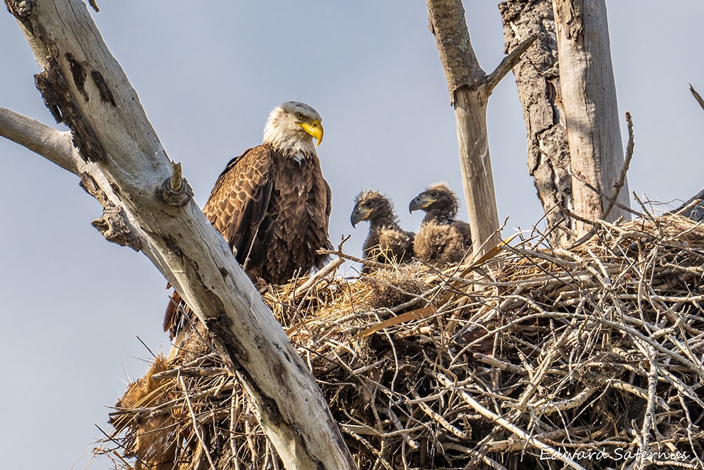 Sanibel's 'DQ' Bald Eagle Nest Has Held Strong for Over 20 Years ...