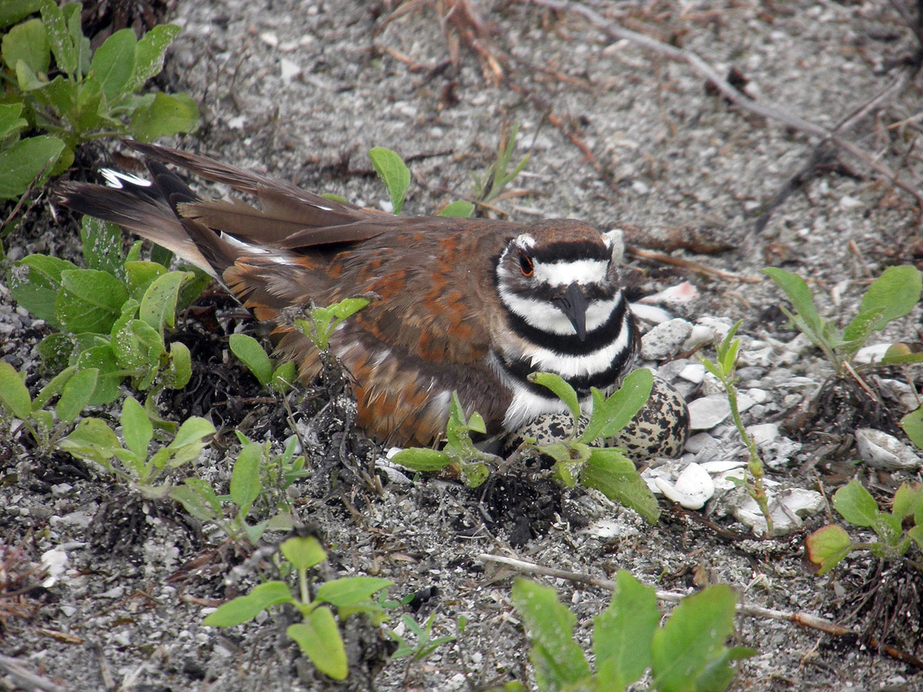 Look Out for Killdeer Nests - Sanibel-Captiva Conservation Foundation