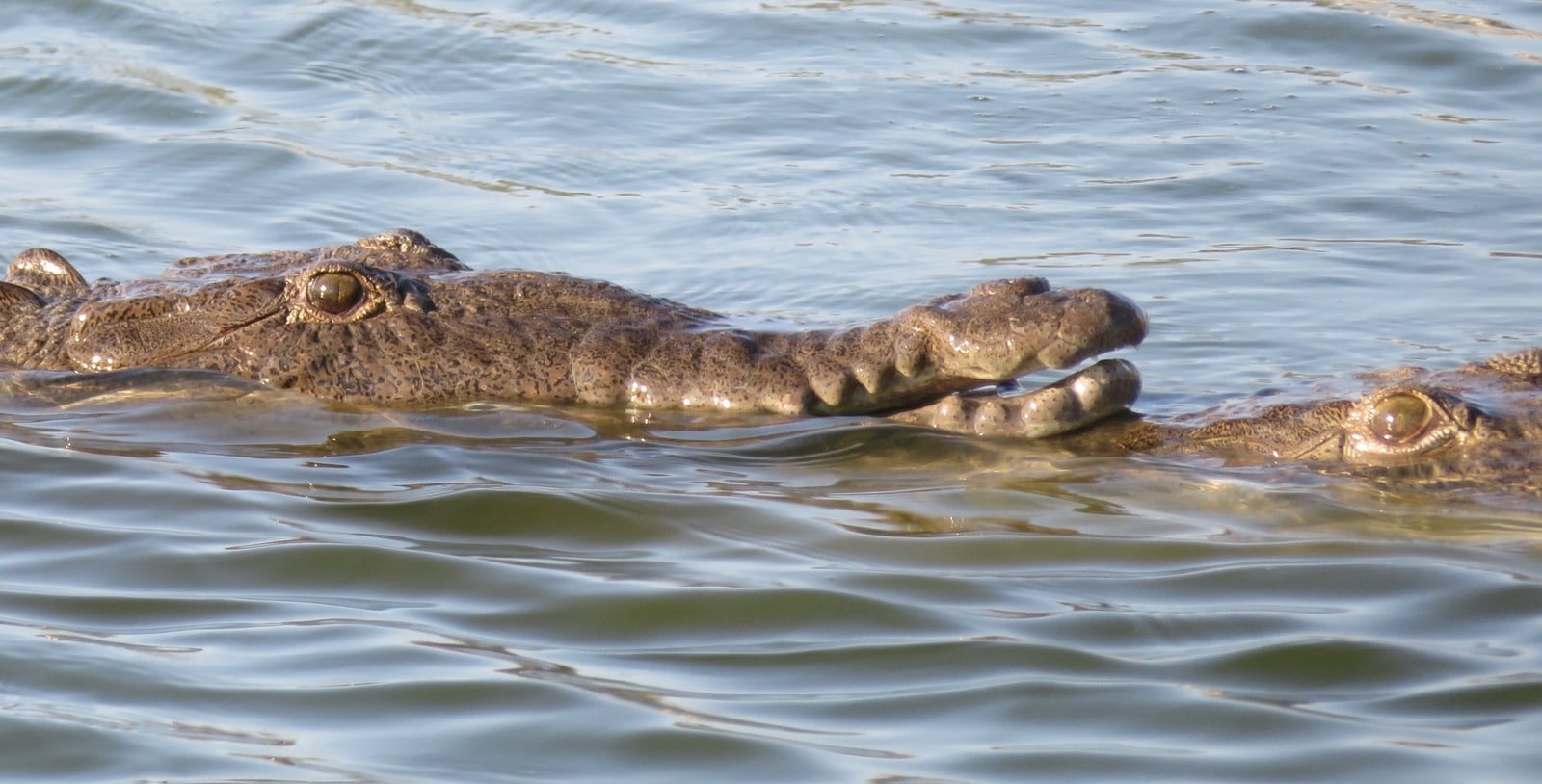 Courting Crocs? FWC Monitoring Crocodile Nest on Sanibel - Sanibel ...
