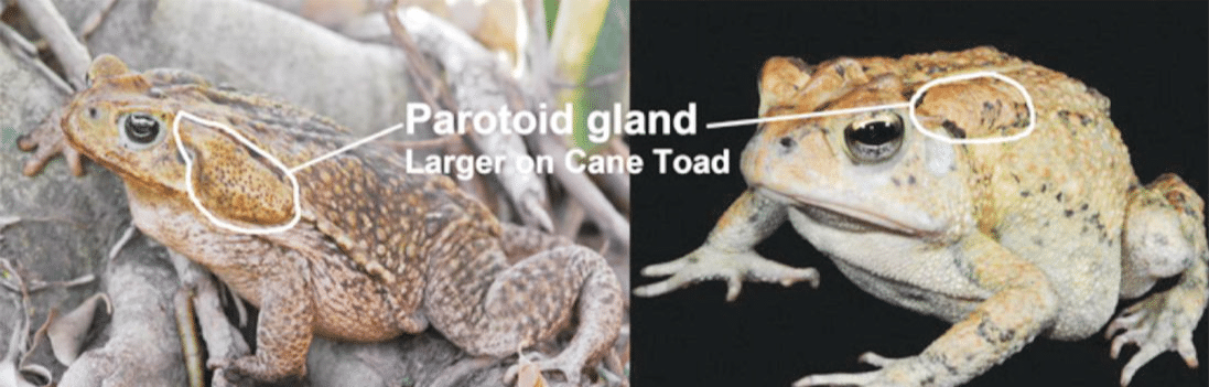 Toxic Cane Toads Making Comeback on Islands - Sanibel-Captiva ...